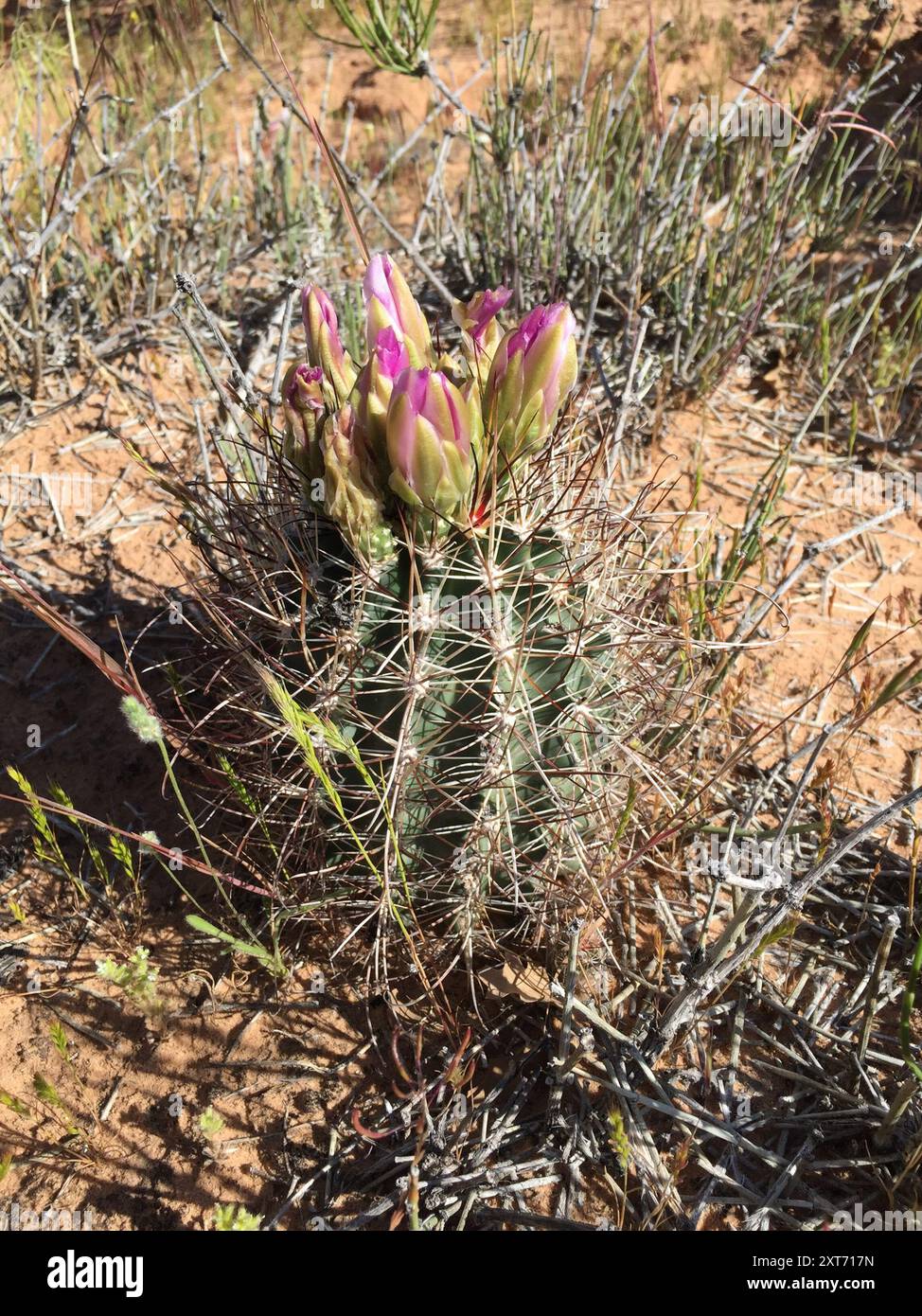 Smallflower Fishhook Cactus (Sclerocactus parviflorus) Plantae Stock ...