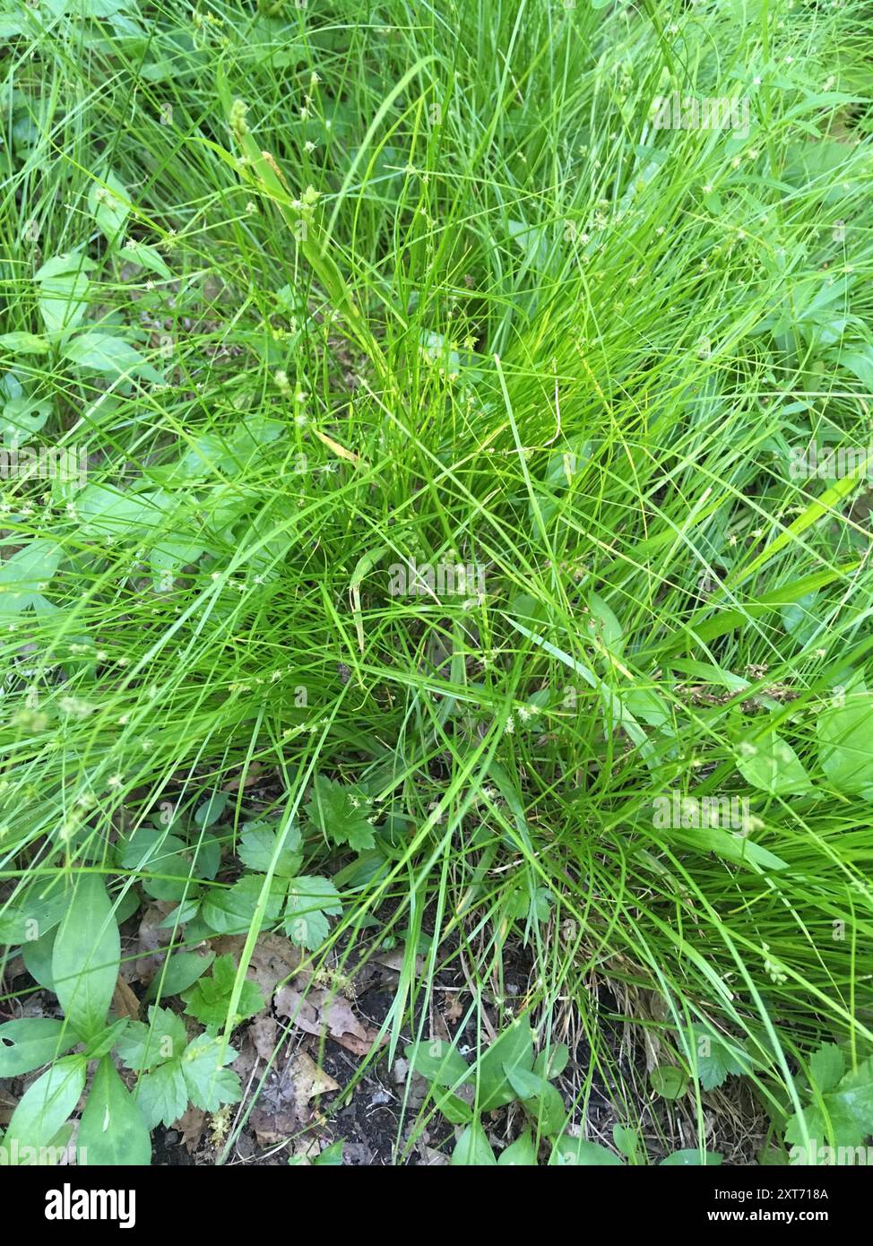 true sedges (Carex) Plantae Stock Photo - Alamy