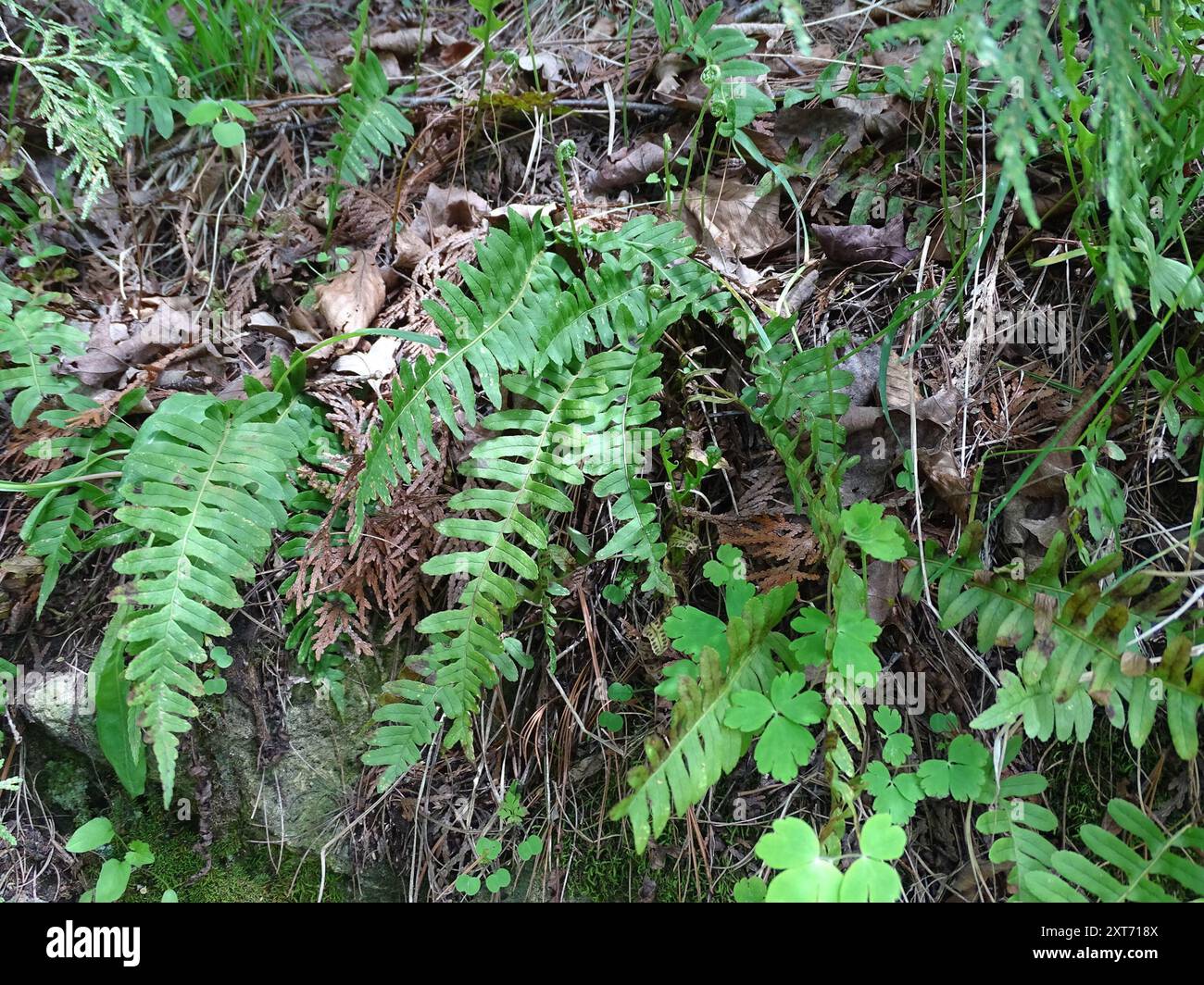 rock polypody (Polypodium virginianum) Plantae Stock Photo - Alamy