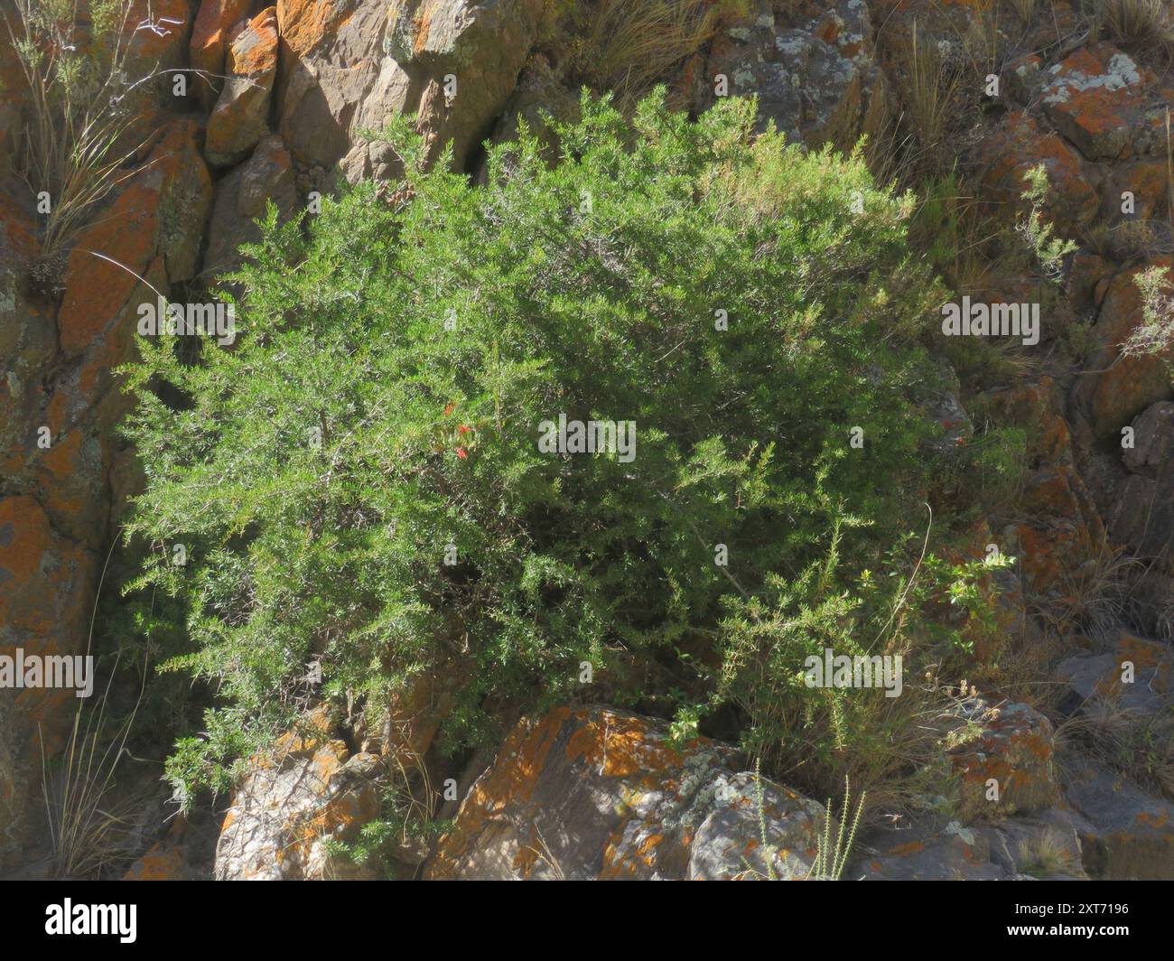 (Ligaria cuneifolia) Plantae Stock Photo - Alamy