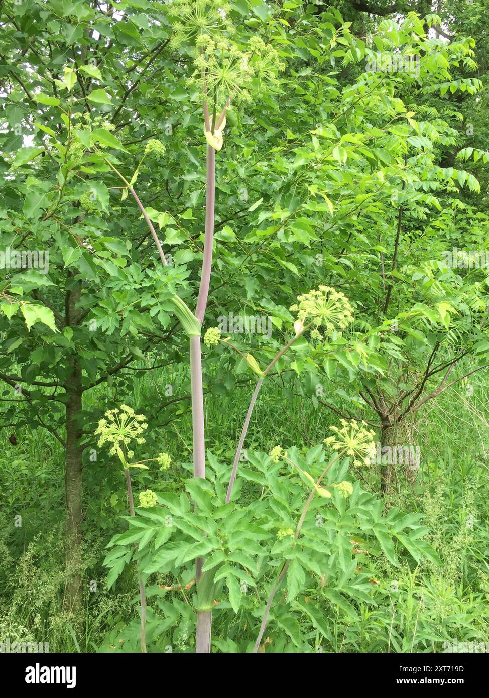 purple-stemmed angelica (Angelica atropurpurea) Plantae Stock Photo - Alamy