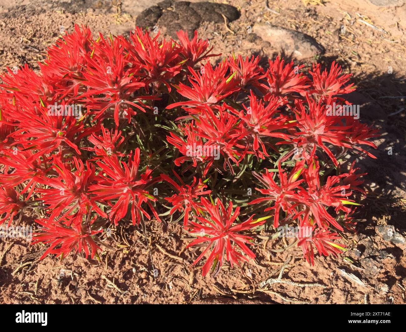 Zion Indian paintbrush (Castilleja scabrida scabrida) Plantae Stock ...