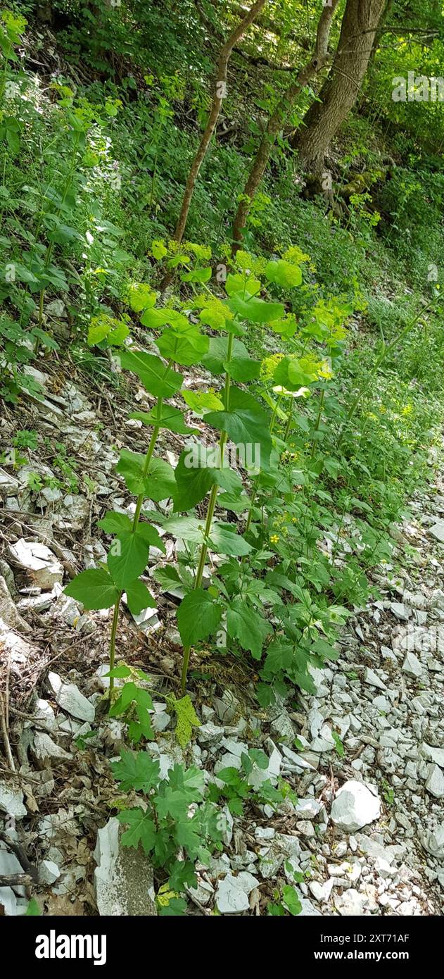 Perfoliate Alexanders (Smyrnium perfoliatum) Plantae Stock Photo - Alamy