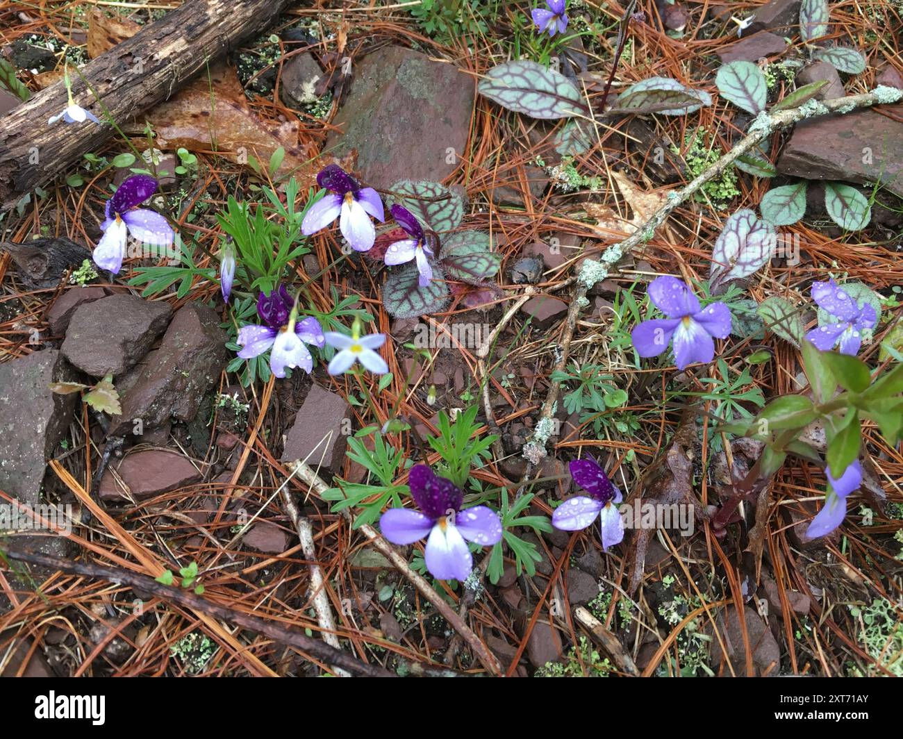 bird's foot violet (Viola pedata) Plantae Stock Photo - Alamy