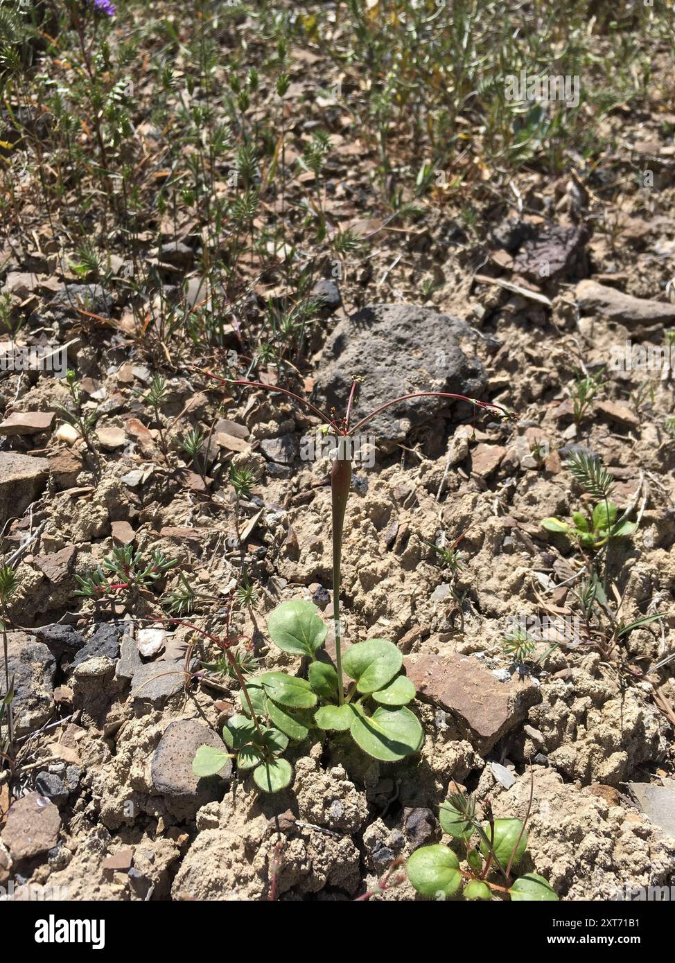 Desert Trumpet (Eriogonum inflatum) Plantae Stock Photo - Alamy