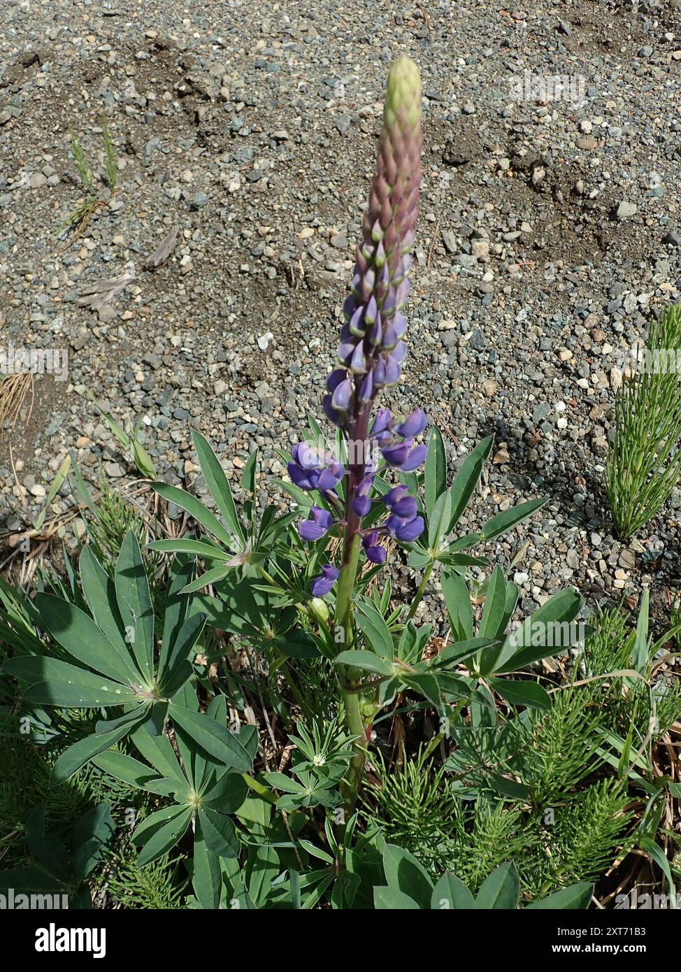 Large-leaved lupine (Lupinus polyphyllus) Plantae Stock Photo - Alamy
