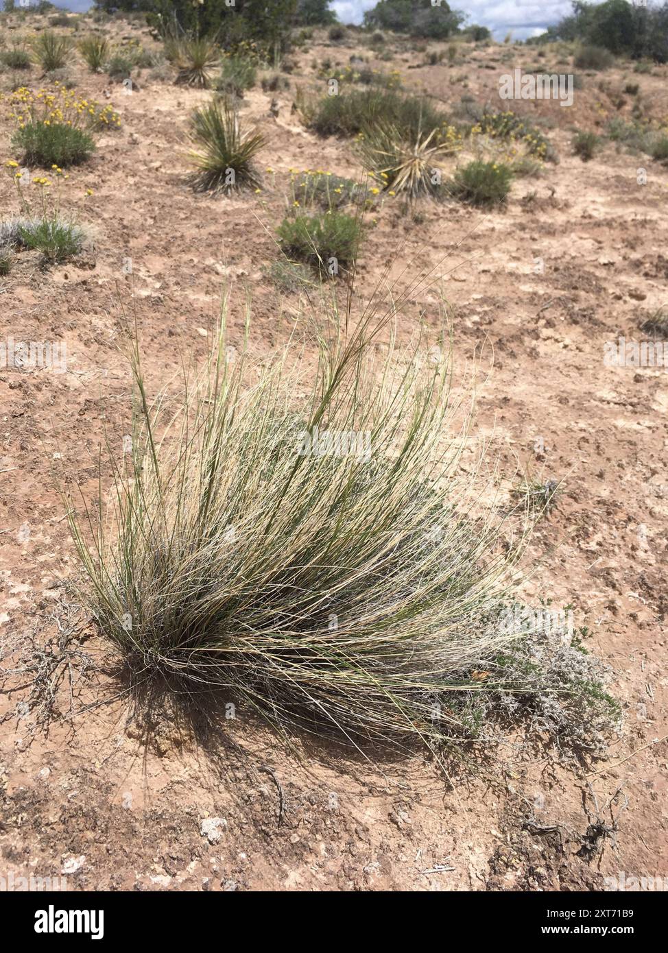 Needle-and-thread Grass (Hesperostipa comata) Plantae Stock Photo - Alamy