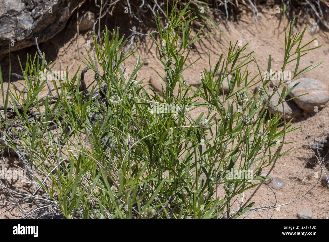 Lance-leaved scurf-pea (Ladeania lanceolata) Plantae Stock Photo - Alamy
