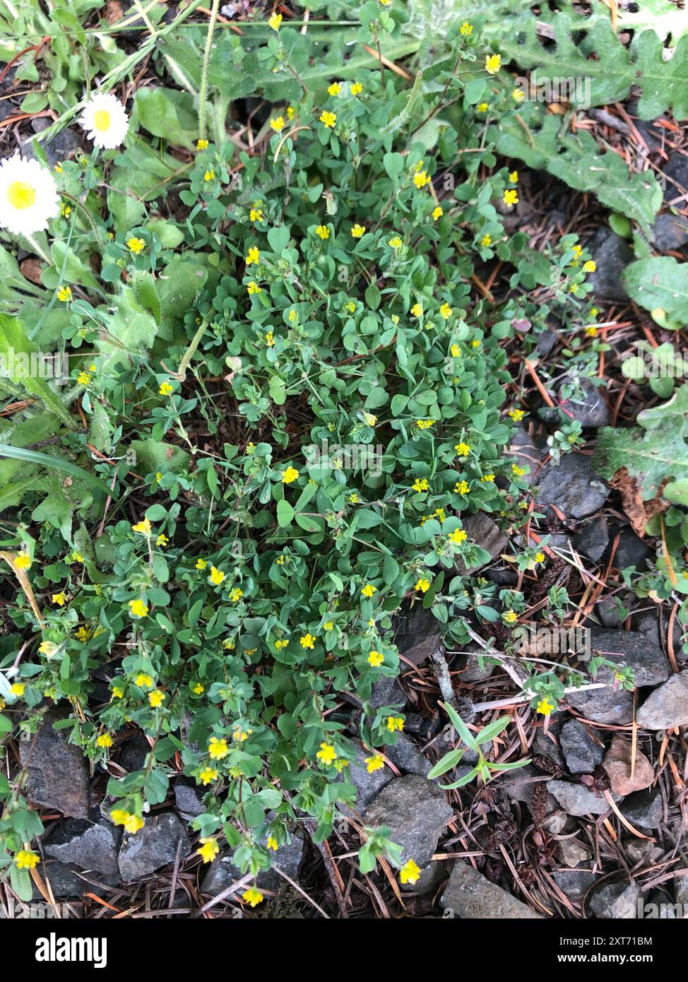 Lesser hop trefoil (Trifolium dubium) Plantae Stock Photo - Alamy