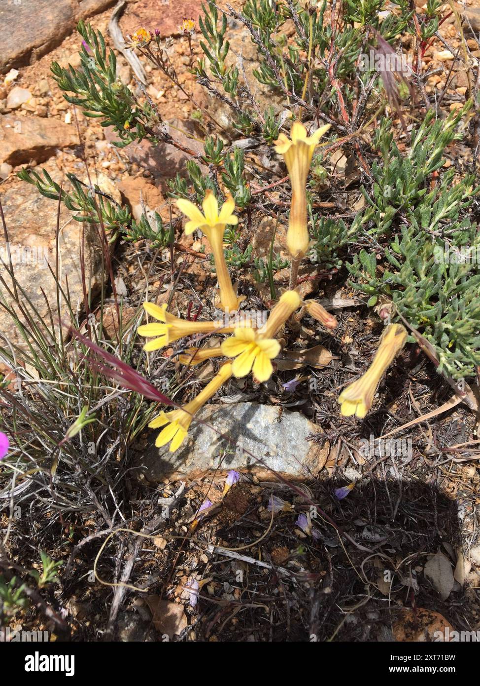 yellow clustered broomrape (Aphyllon franciscanum) Plantae Stock Photo ...