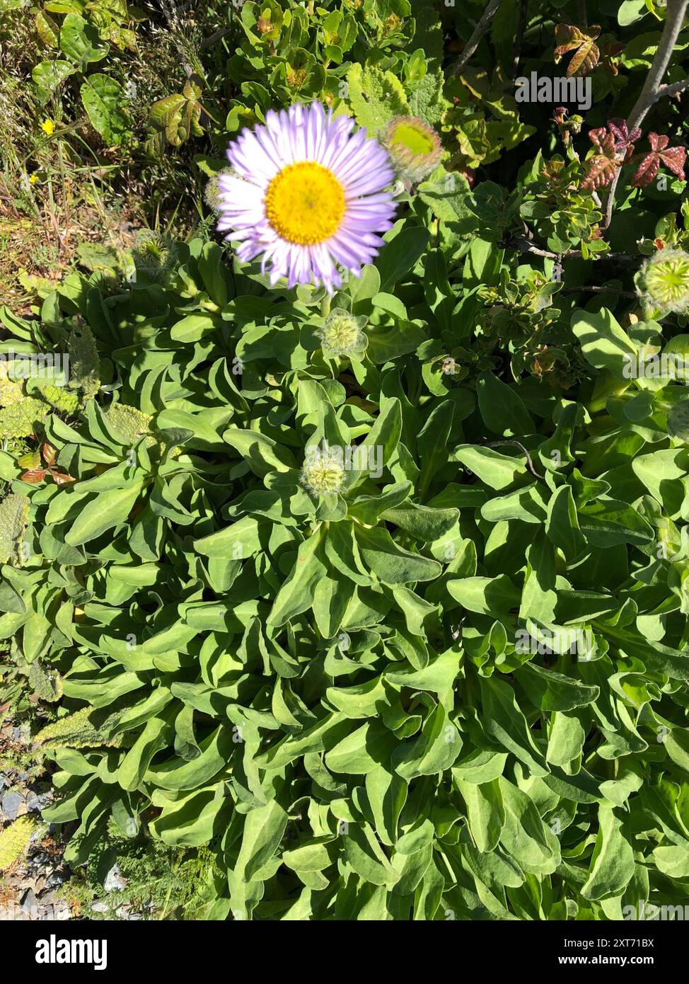 seaside daisy (Erigeron glaucus) Plantae Stock Photo - Alamy