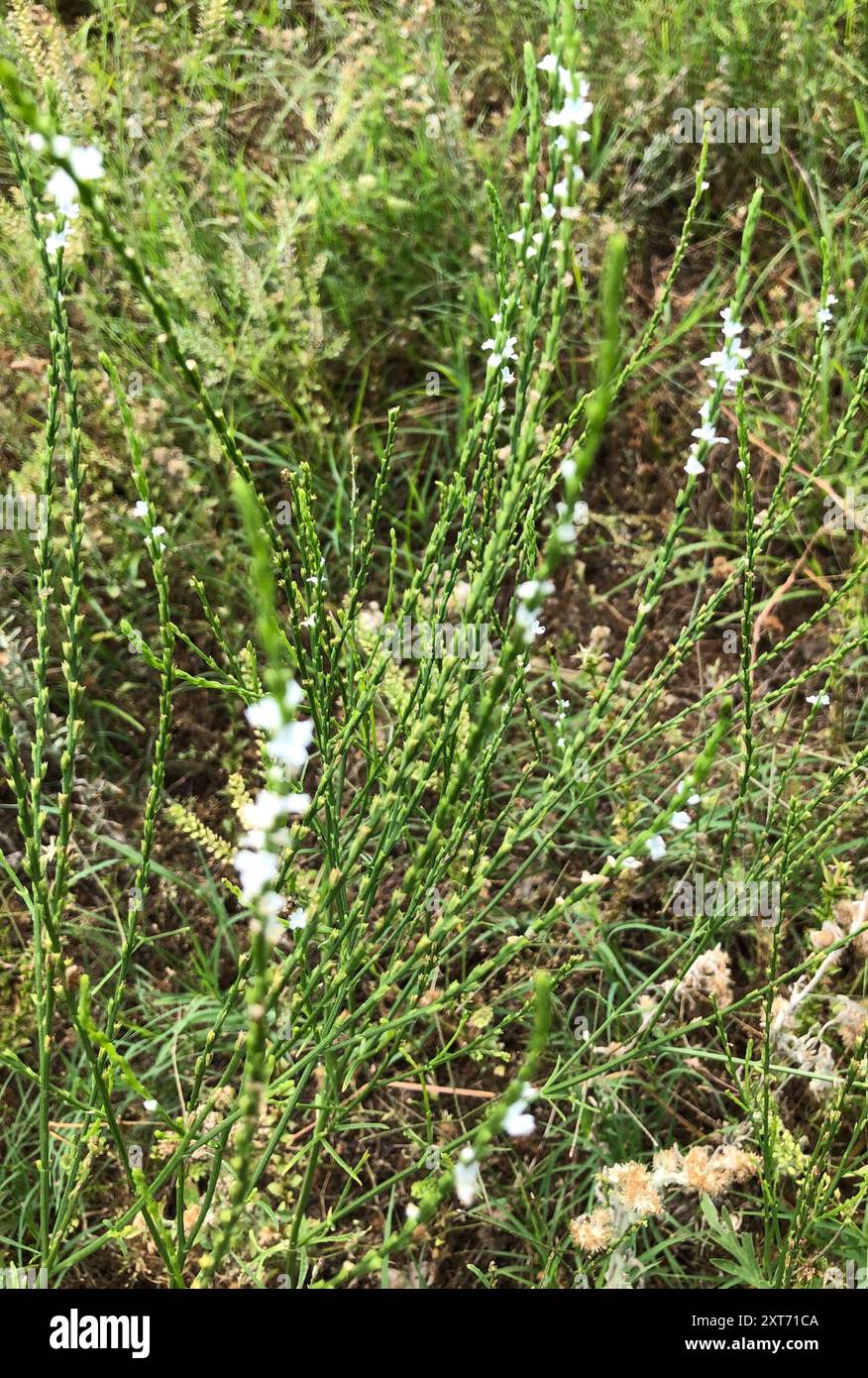 Texas vervain (Verbena halei) Plantae Stock Photo - Alamy