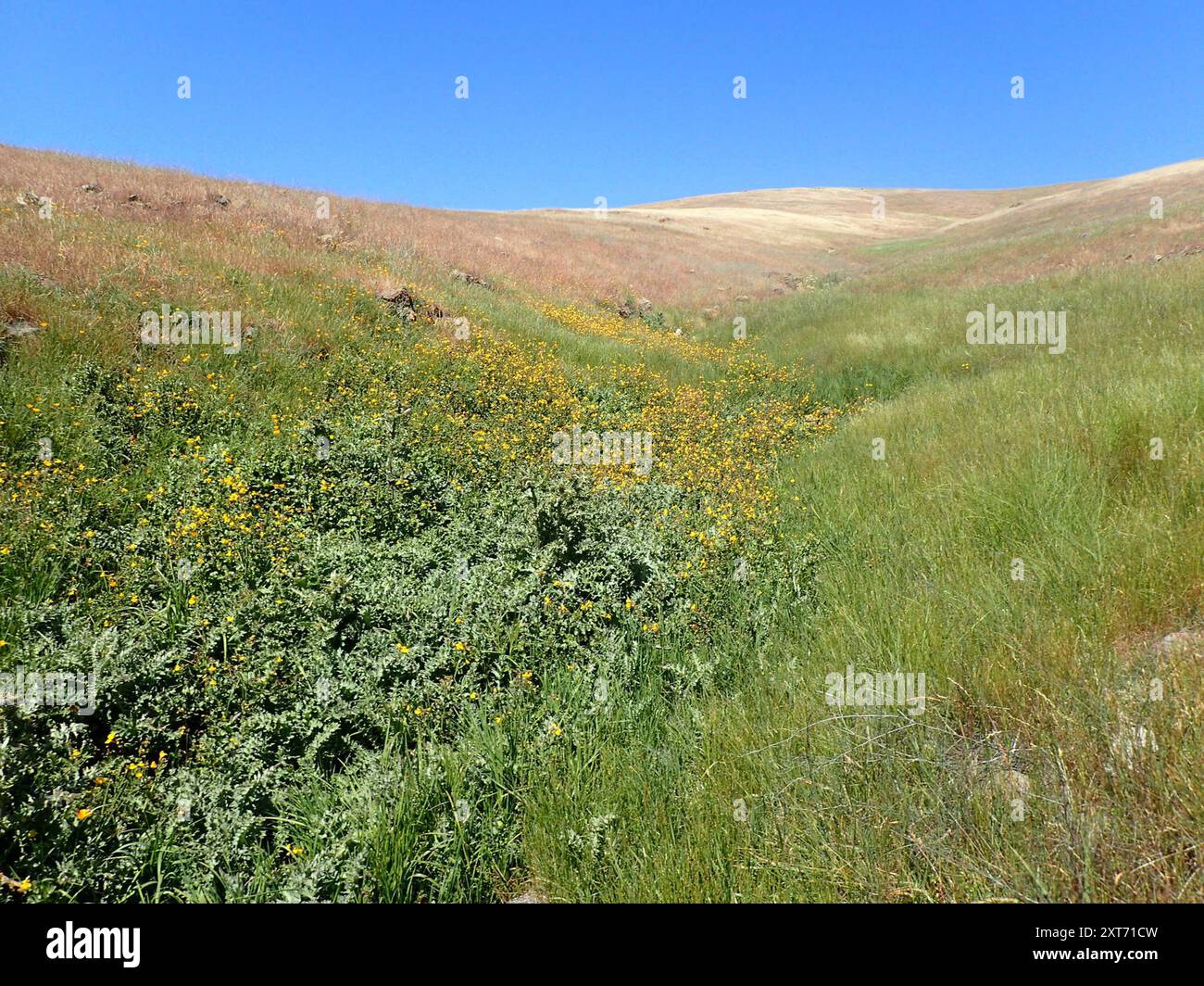 Mount Hamilton fountain thistle (Cirsium fontinale campylon) Plantae ...