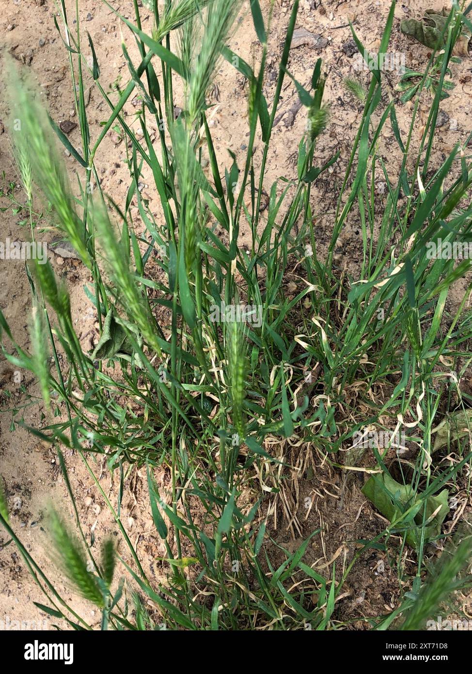 wall barley (Hordeum murinum) Plantae Stock Photo - Alamy