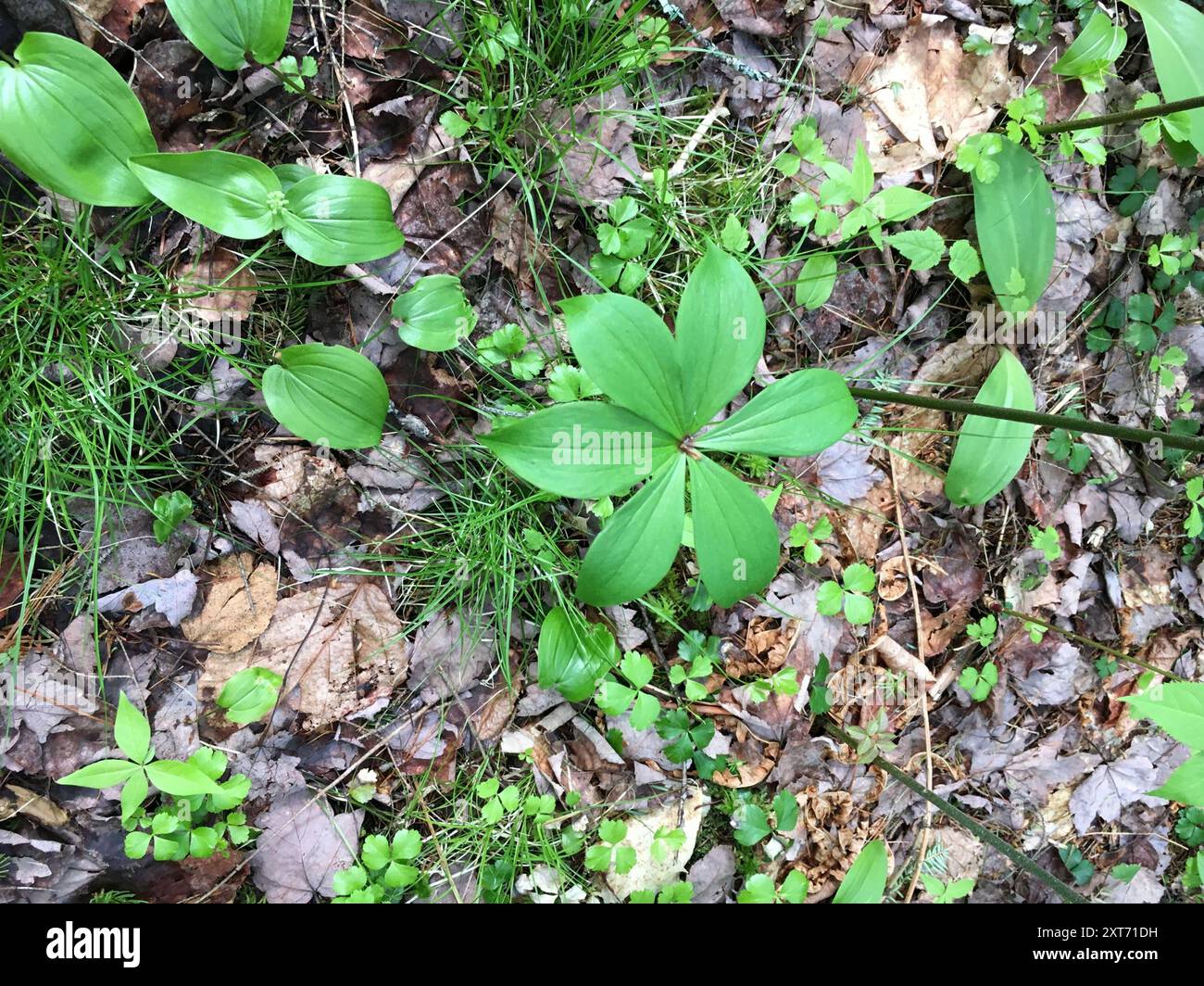 Cucumber Root (Medeola virginiana) Plantae Stock Photo - Alamy