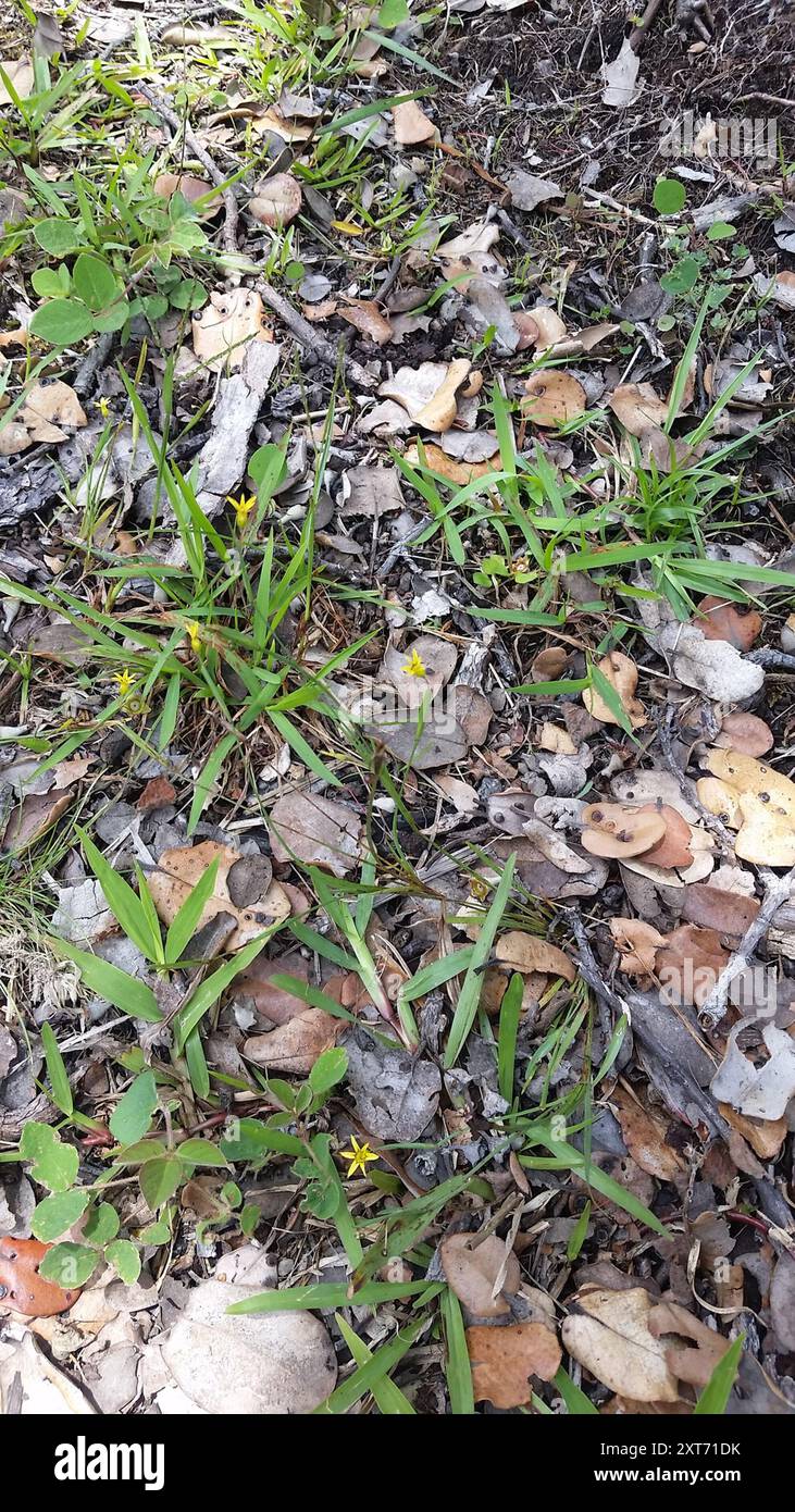 Blue Pigroot (Sisyrinchium micranthum) Plantae Stock Photo - Alamy