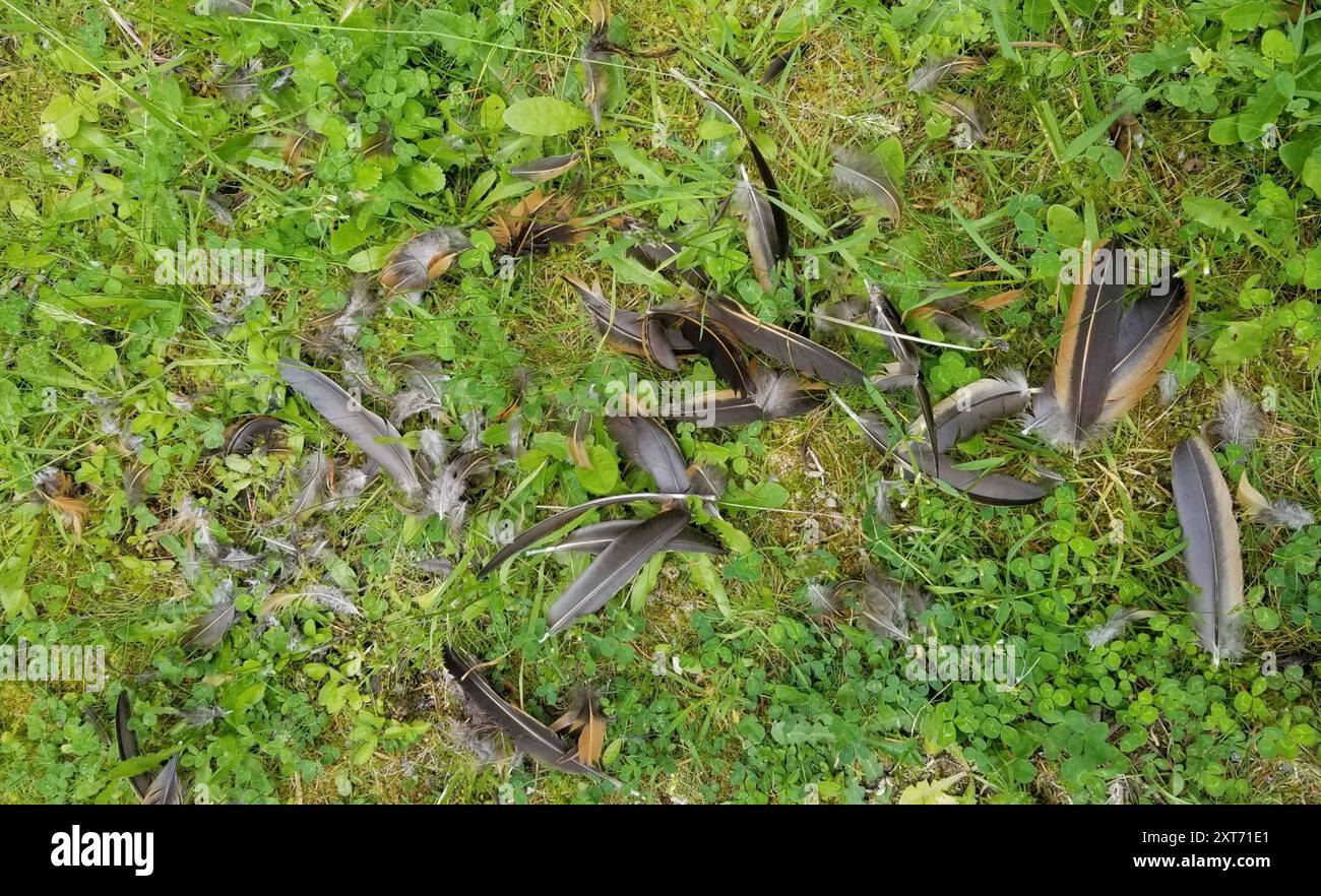 Domestic Chicken (Gallus gallus domesticus) Aves Stock Photo - Alamy