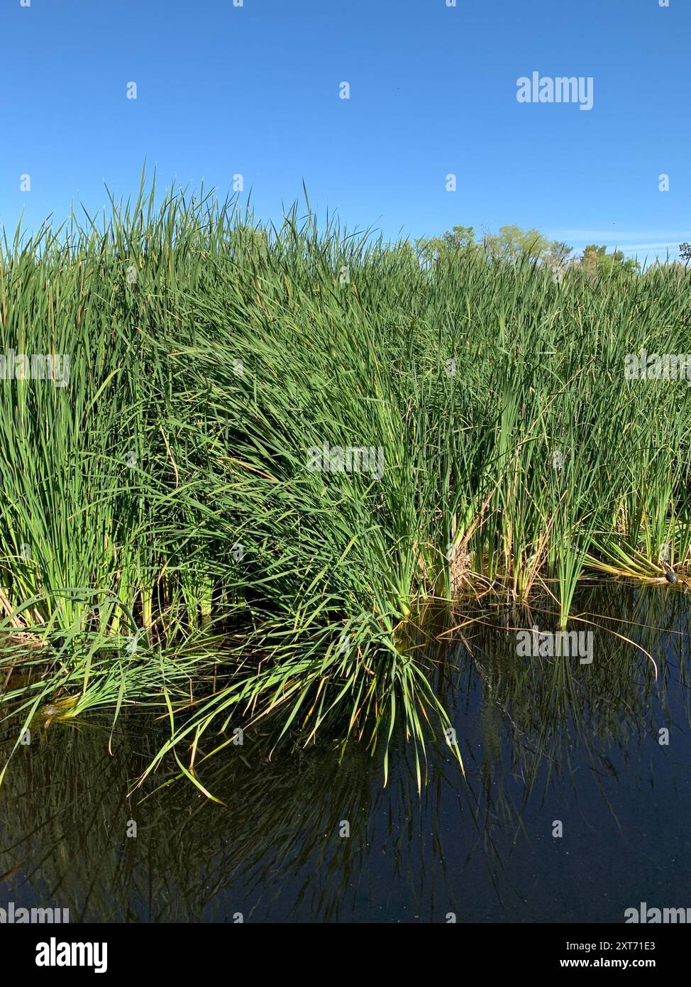 American three-square bulrush (Schoenoplectus americanus) Plantae Stock ...