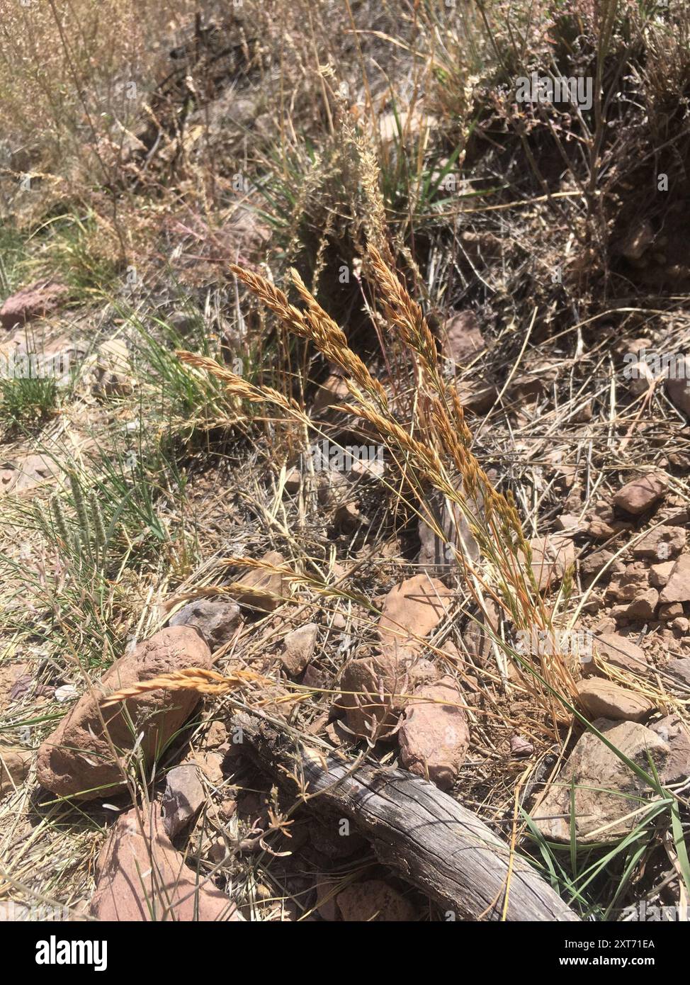 Sixweeks Fescue (Vulpia octoflora) Plantae Stock Photo - Alamy