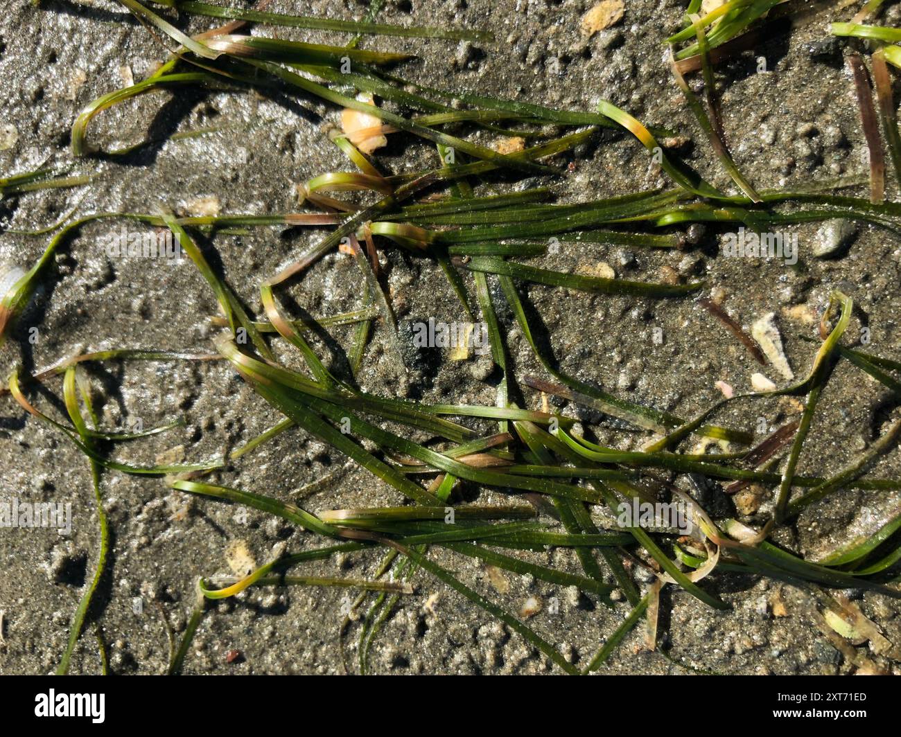 Nana (Zostera muelleri novozelandica) Plantae Stock Photo - Alamy