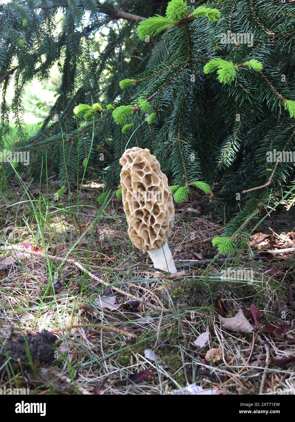 white morel (Morchella americana) Fungi Stock Photo - Alamy