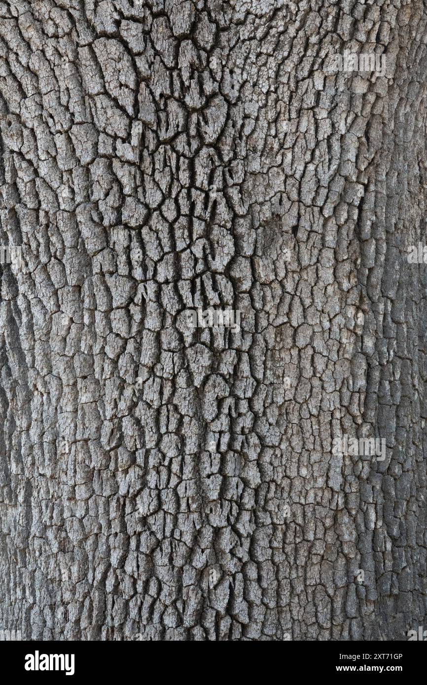 valley oak (Quercus lobata) Plantae Stock Photo - Alamy