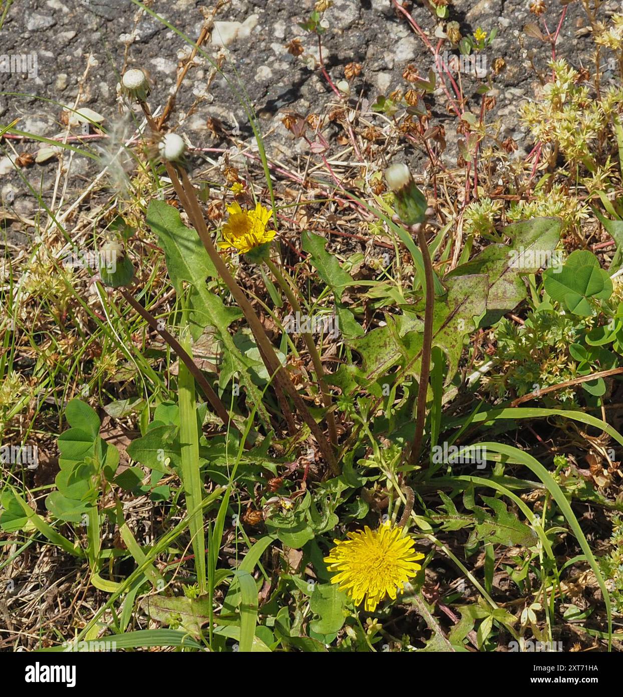 Common Cat's-ear (Hypochaeris radicata) Plantae Stock Photo - Alamy