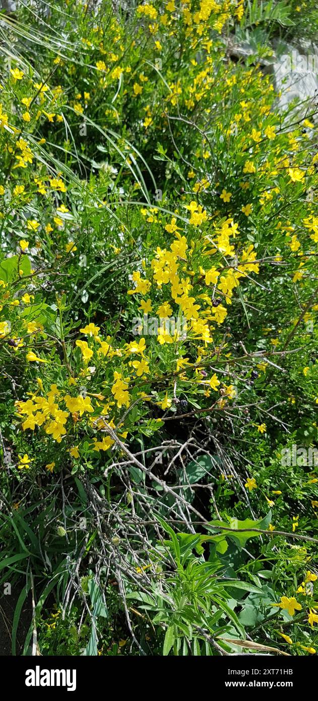 Wild Jasmine (Chrysojasminum fruticans) Plantae Stock Photo - Alamy
