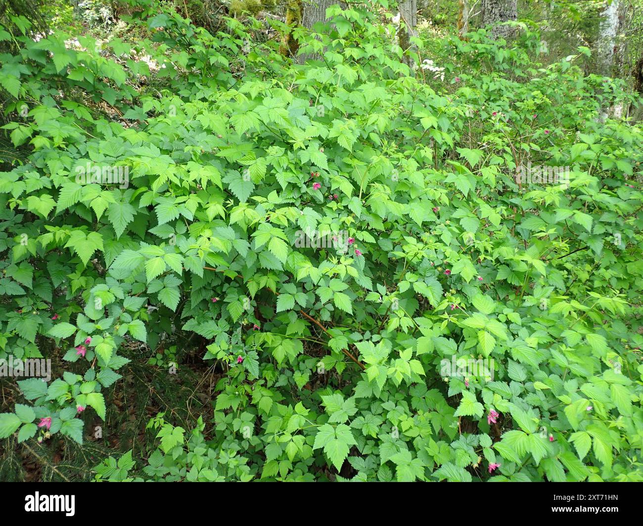 Salmonberry (Rubus spectabilis) Plantae Stock Photo - Alamy
