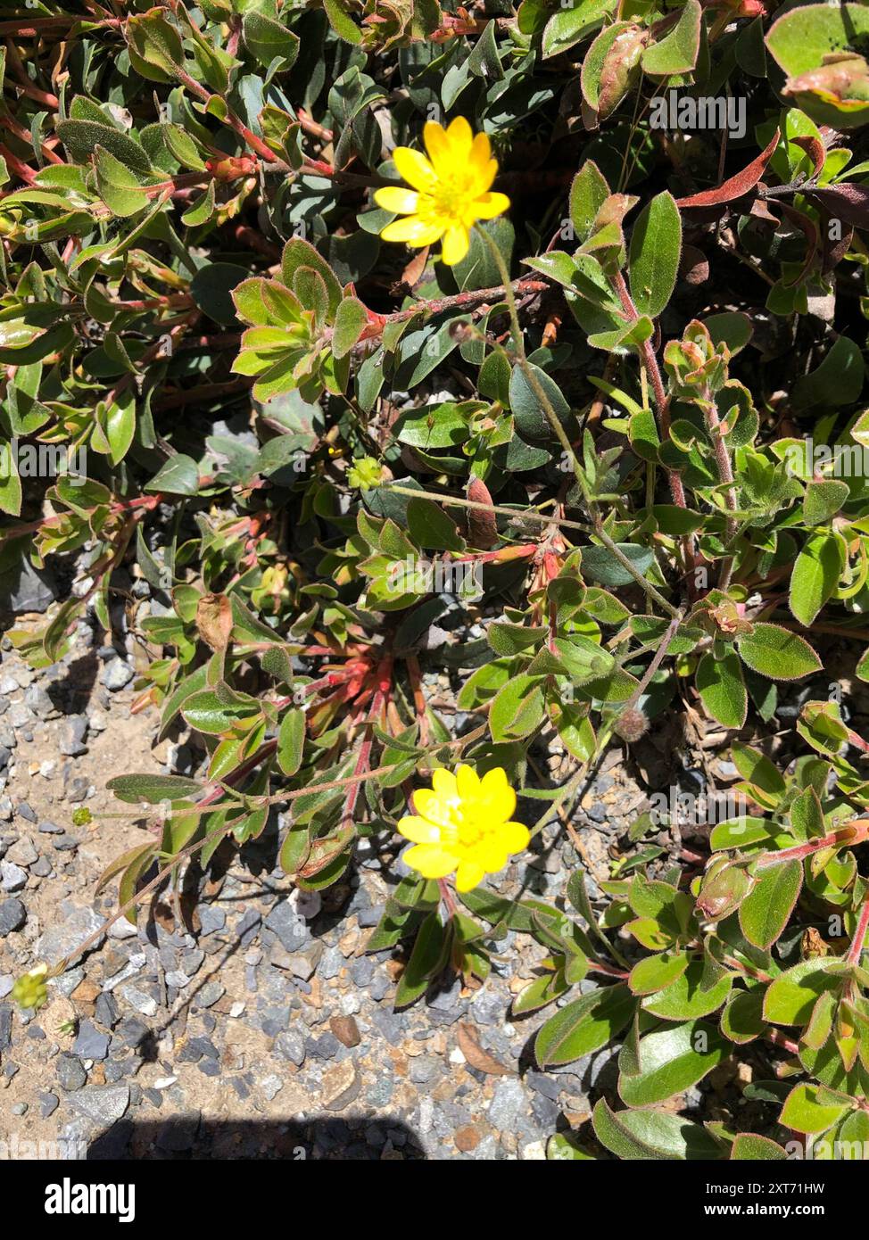California buttercup (Ranunculus californicus) Plantae Stock Photo - Alamy