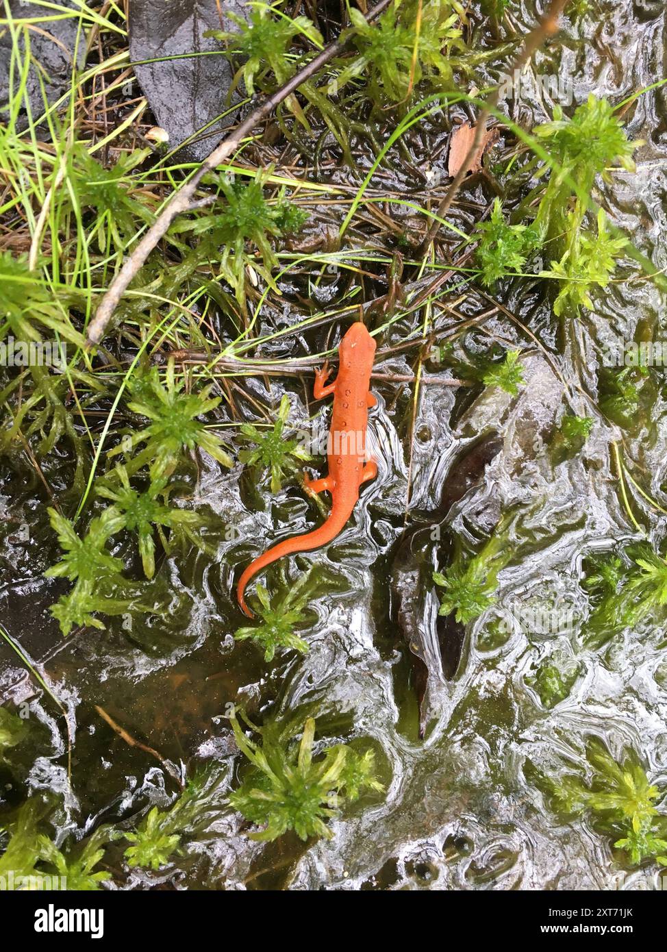 Eastern Newt (Notophthalmus viridescens) Amphibia Stock Photo - Alamy Eastern Newt (Notophthalmus viridescens) Amphibia Stock Photo - Alamy