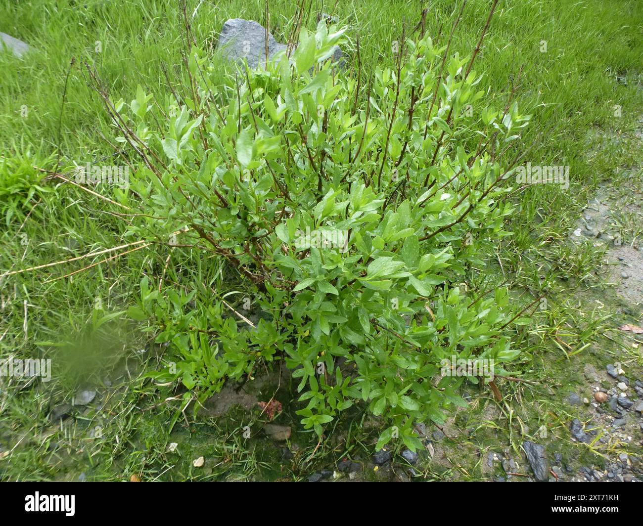 marsh elder (Iva frutescens) Plantae Stock Photo - Alamy