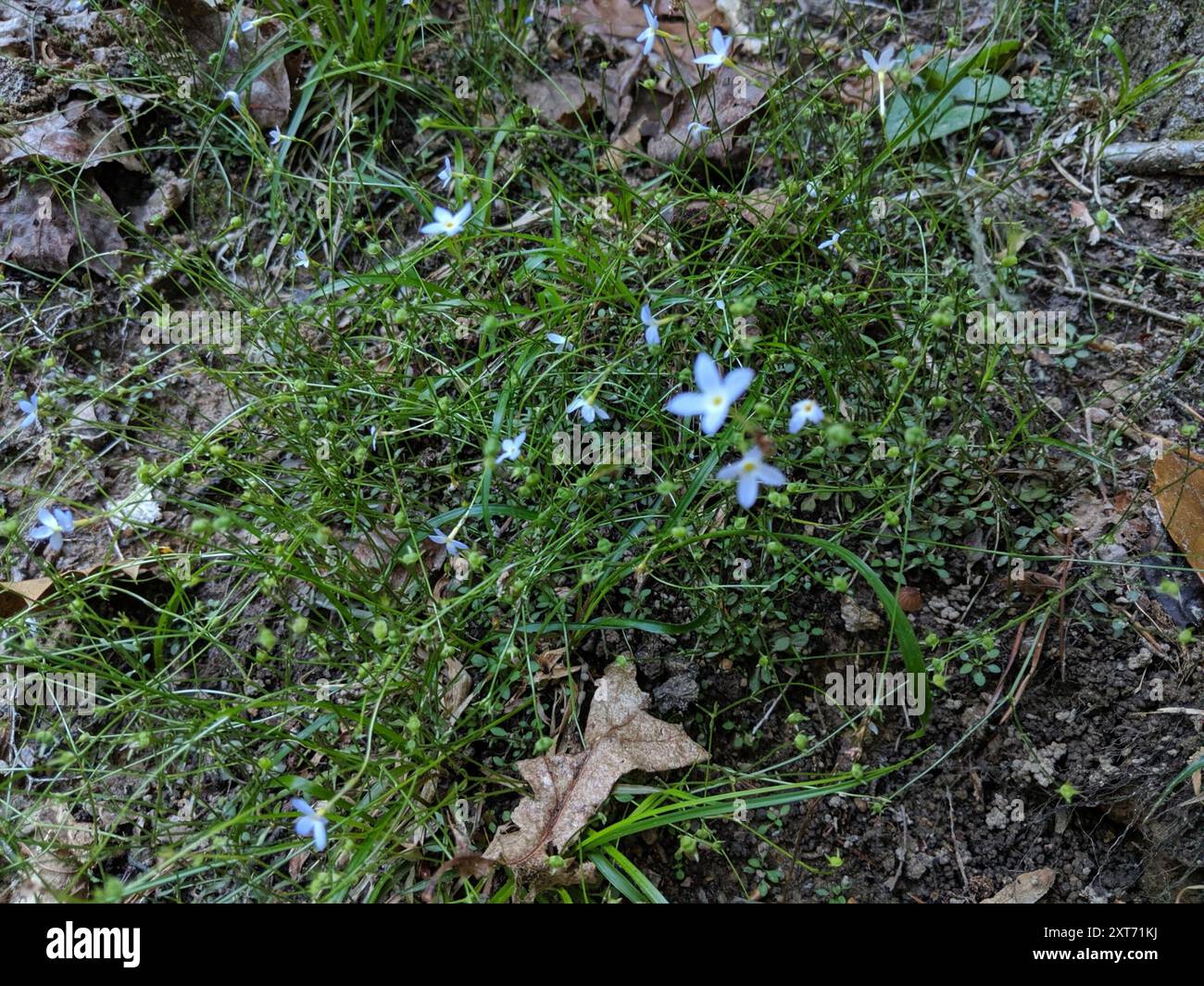 azure bluet (Houstonia caerulea) Plantae Stock Photo - Alamy