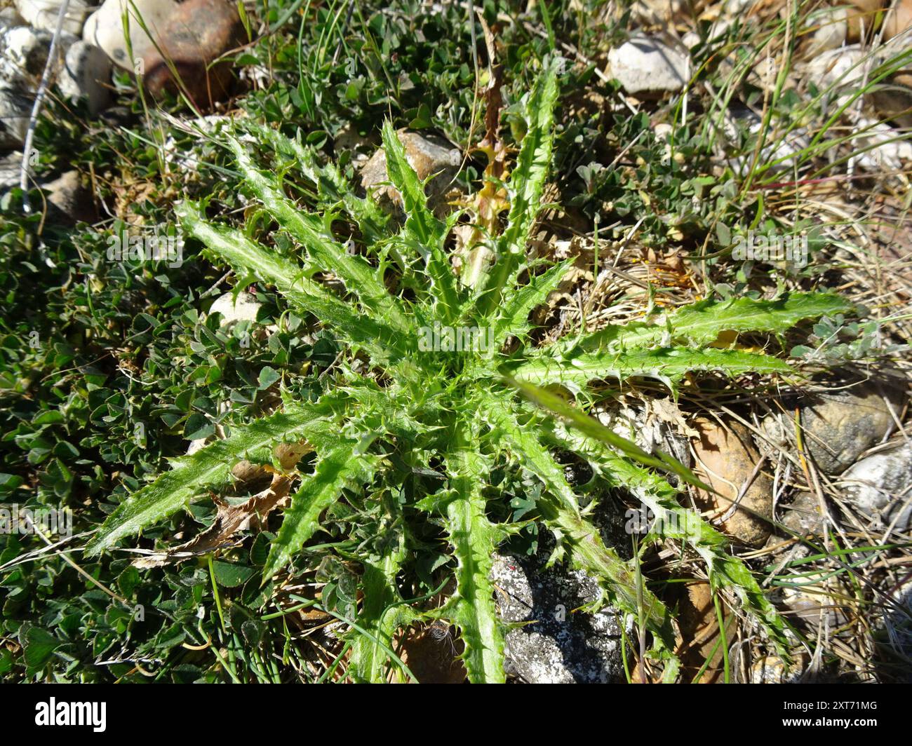 Carline Thistle (Carlina vulgaris) Plantae Stock Photo - Alamy
