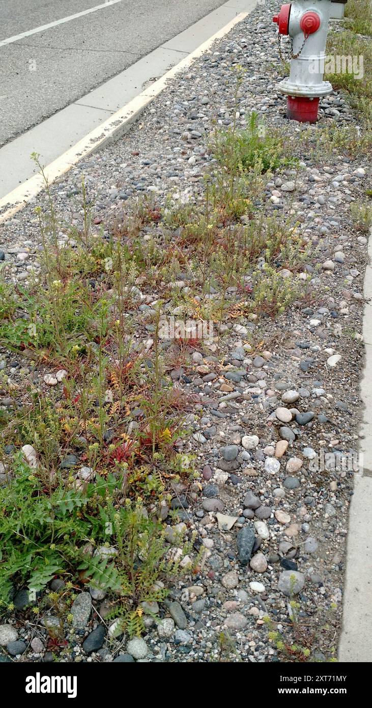 Tall Tumblemustard (Sisymbrium altissimum) Plantae Stock Photo - Alamy