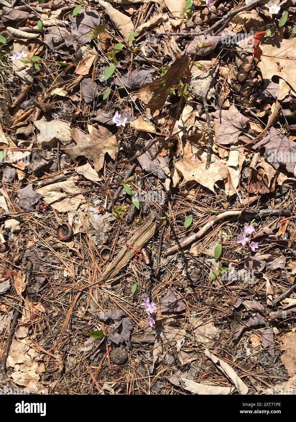 Carolina Springbeauty (Claytonia caroliniana) Plantae Stock Photo - Alamy