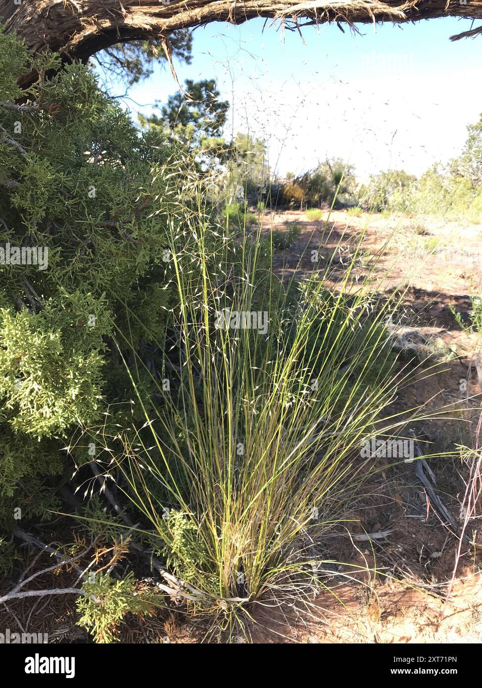 Sand Ricegrass (Eriocoma hymenoides) Plantae Stock Photo - Alamy