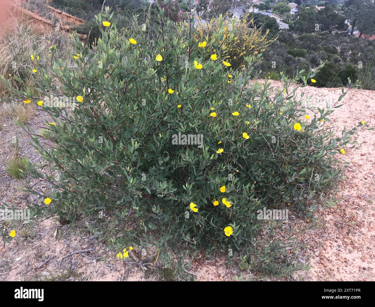Bush Poppy (Dendromecon rigida) Plantae Stock Photo - Alamy