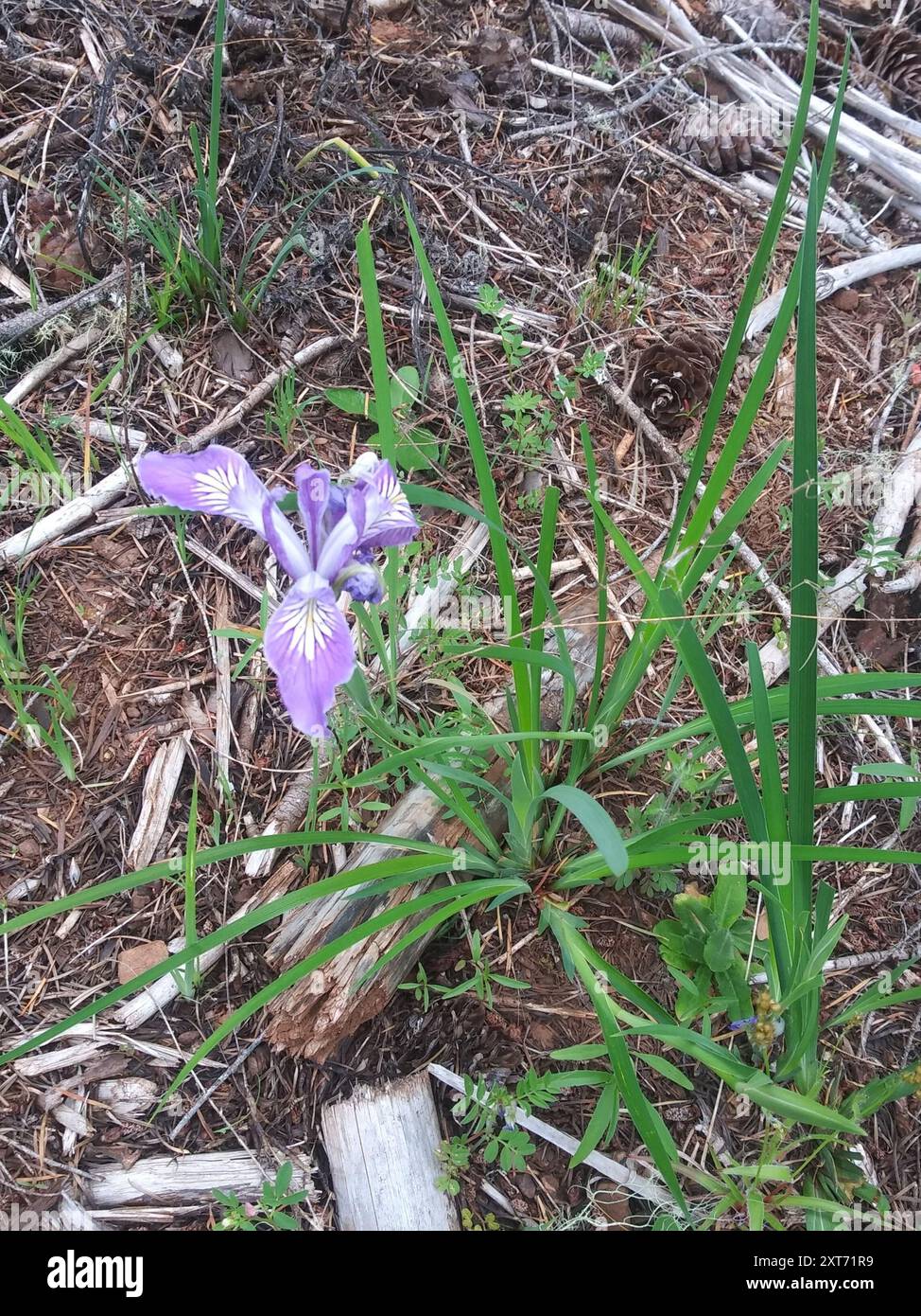 Oregon iris (Iris tenax) Plantae Stock Photo - Alamy