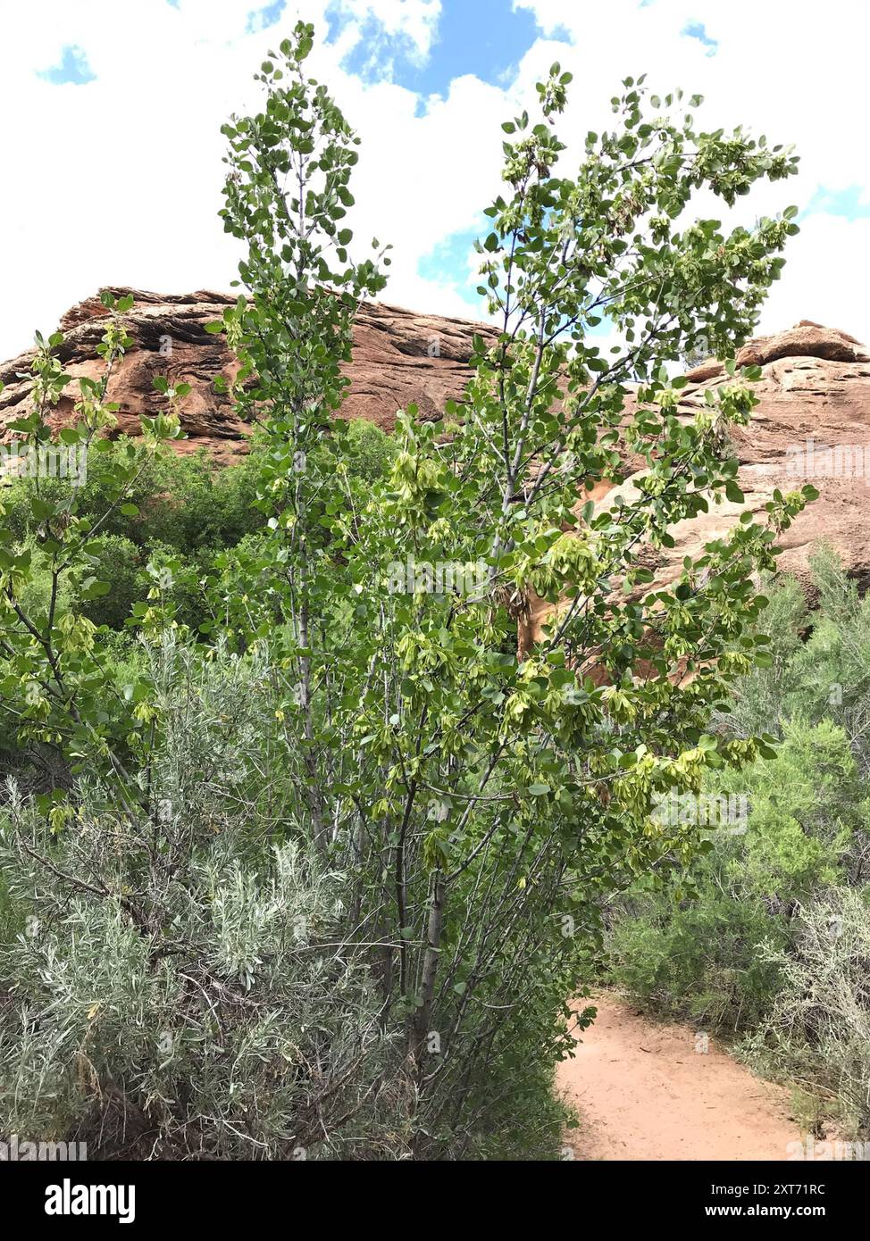 single-leaf ash (Fraxinus anomala) Plantae Stock Photo - Alamy