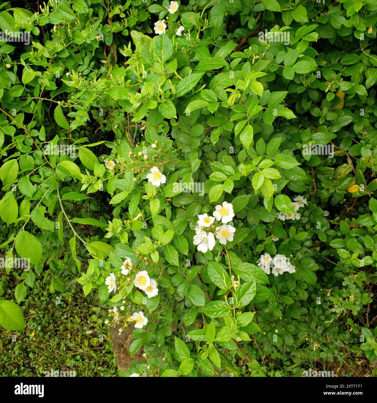 multiflora rose (Rosa multiflora) Plantae Stock Photo - Alamy