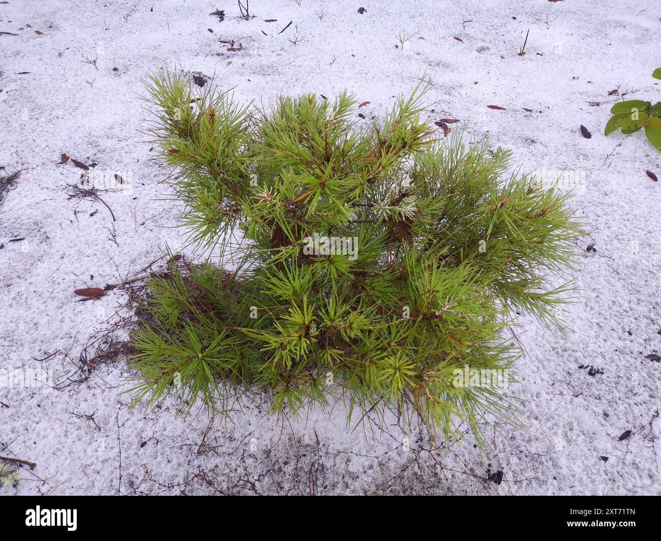 sand pine (Pinus clausa) Plantae Stock Photo - Alamy