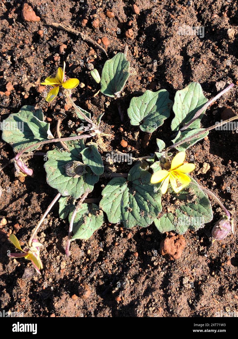 Goosefoot violet (Viola purpurea) Plantae Stock Photo - Alamy