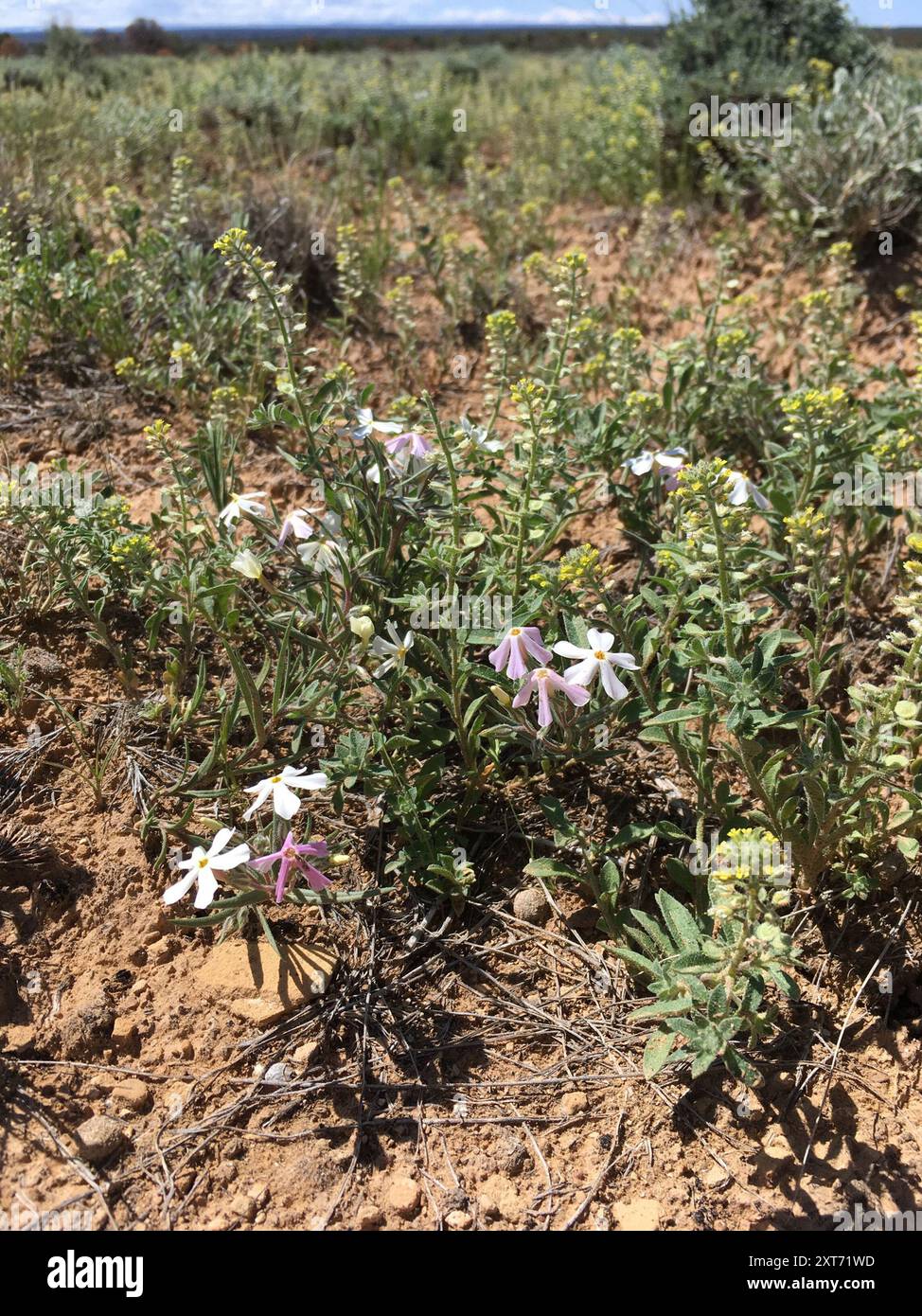 Longleaf Phlox (Phlox longifolia) Plantae Stock Photo - Alamy