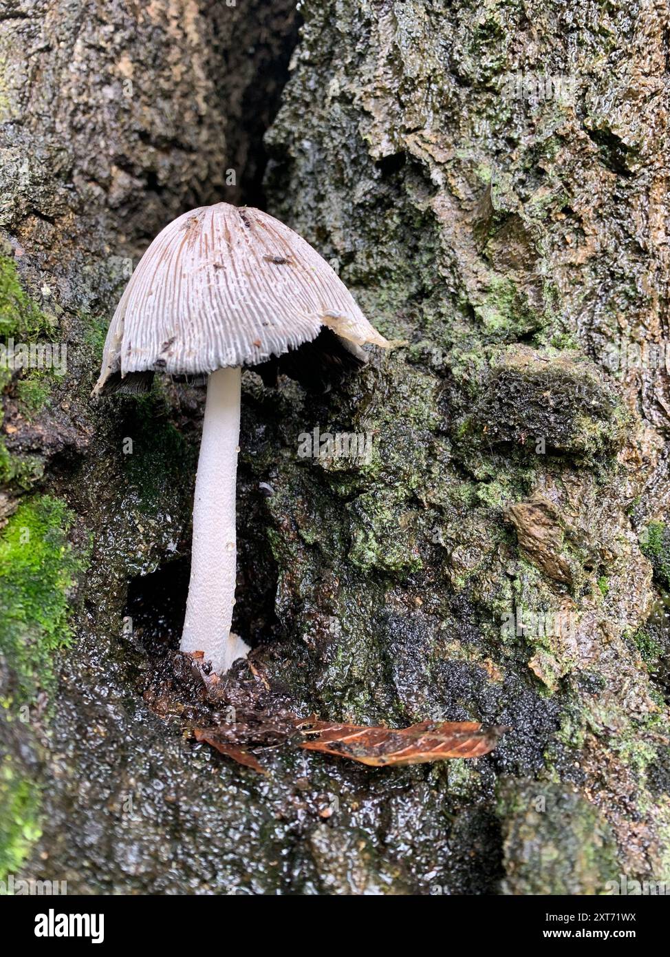 Common Gilled Mushrooms and Allies (Agaricales) Fungi Stock Photo - Alamy