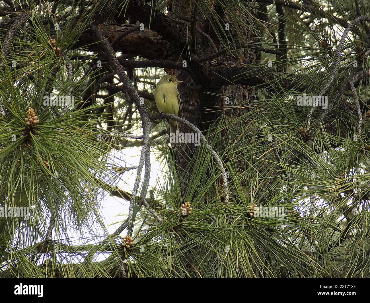 Western Flycatcher (Empidonax difficilis) Aves Stock Photo - Alamy