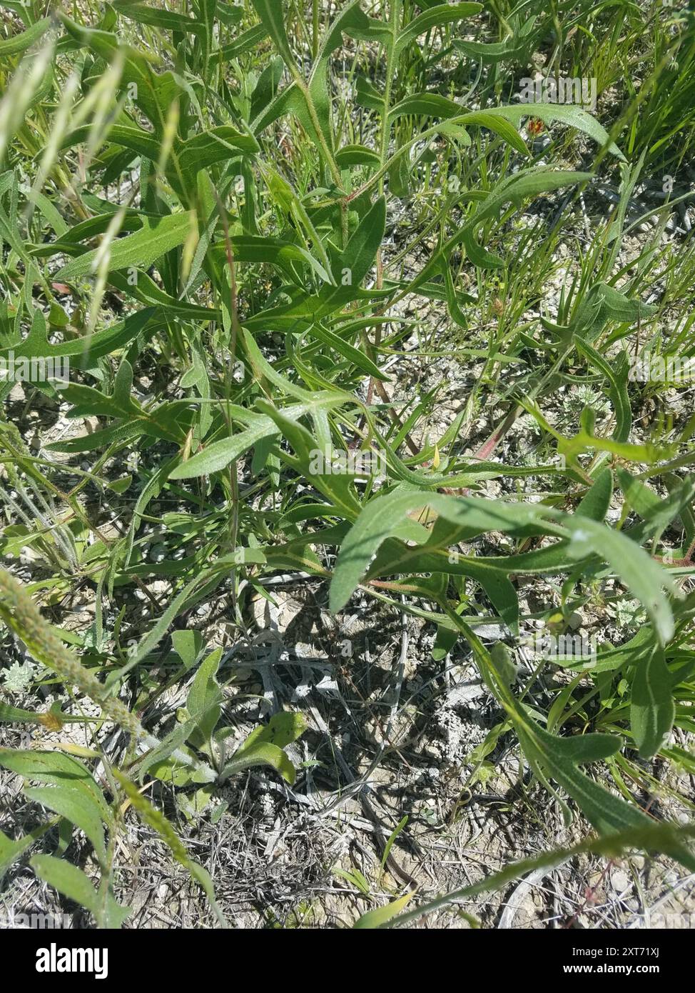 compass plant (Silphium laciniatum) Plantae Stock Photo - Alamy