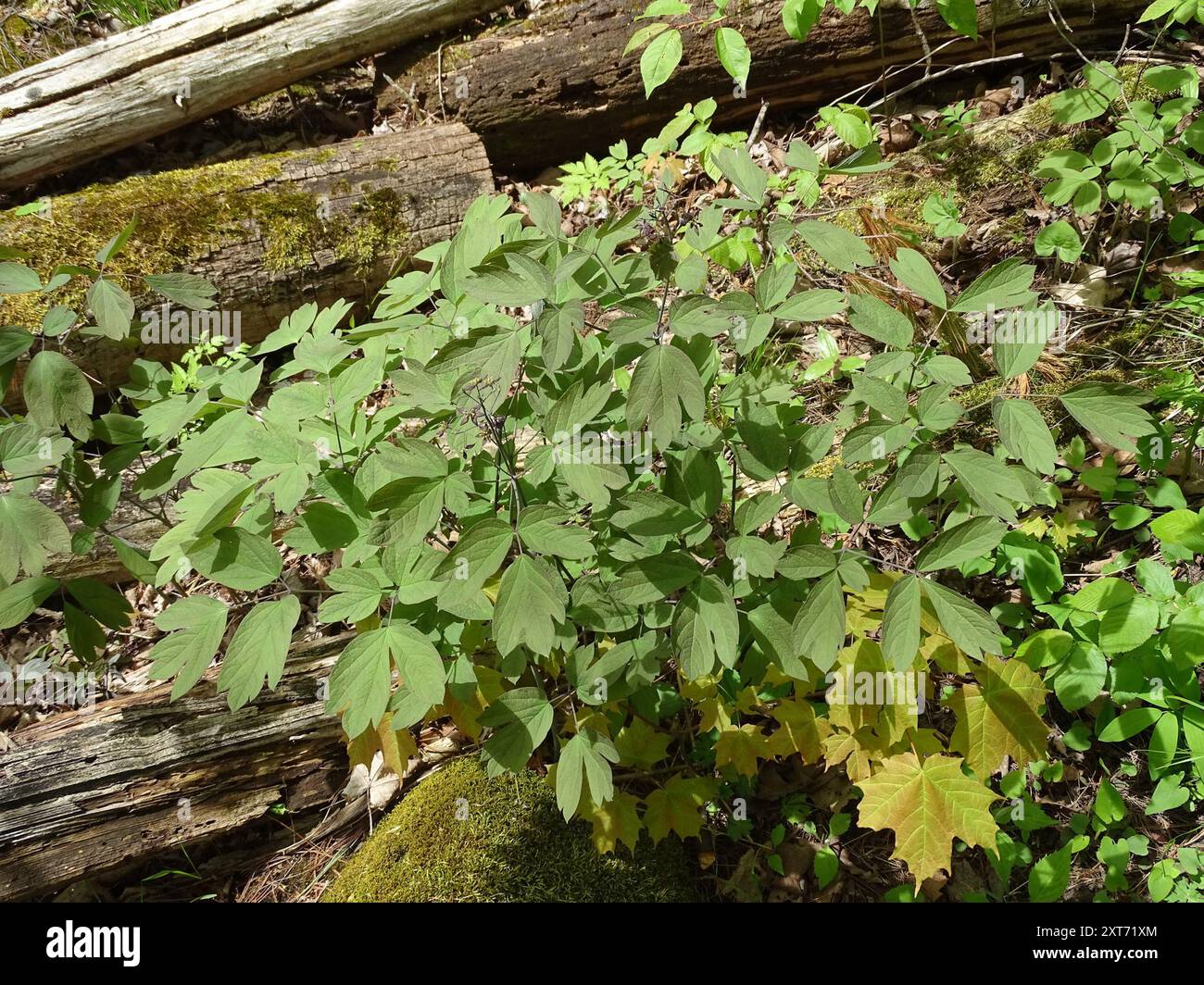 early blue cohosh (Caulophyllum giganteum) Plantae Stock Photo - Alamy