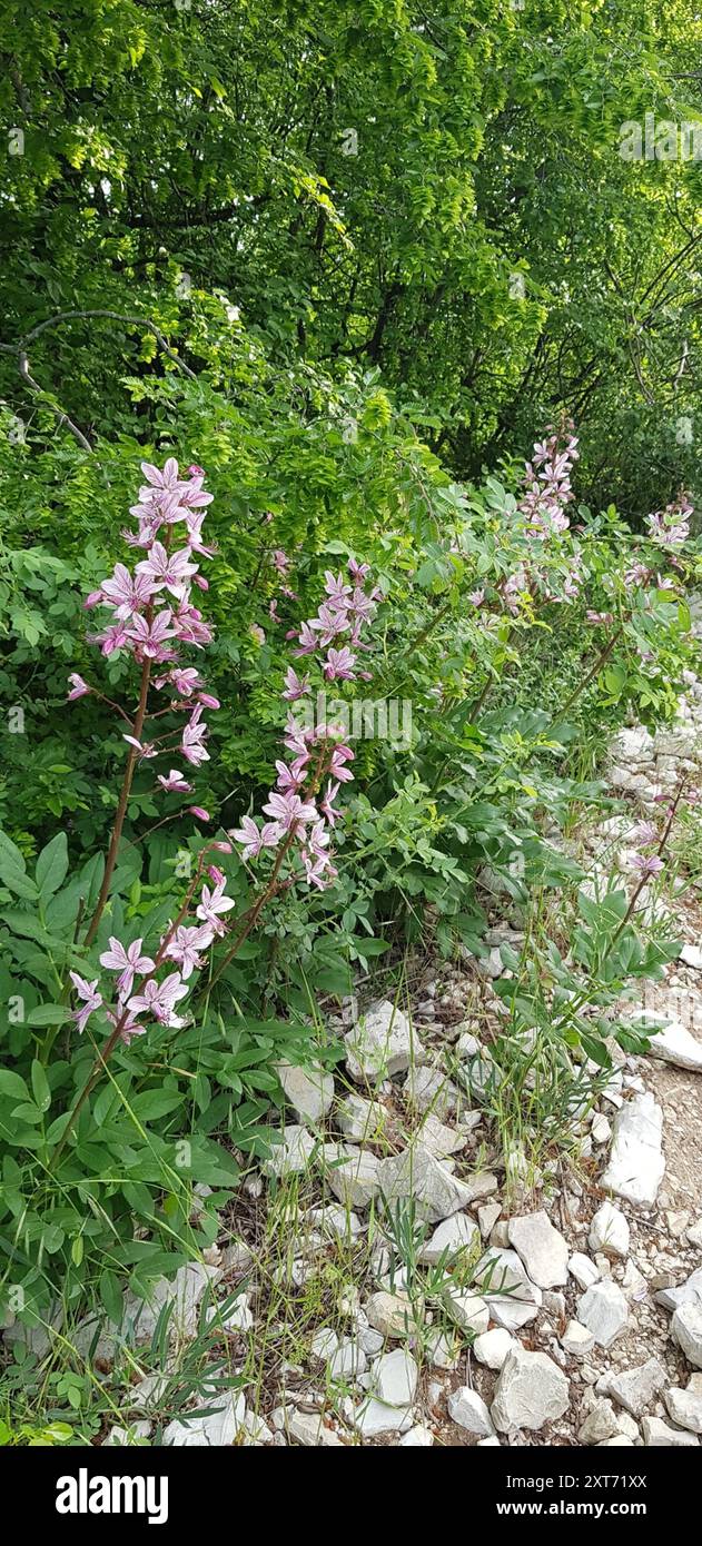 white dittany (Dictamnus albus) Plantae Stock Photo - Alamy