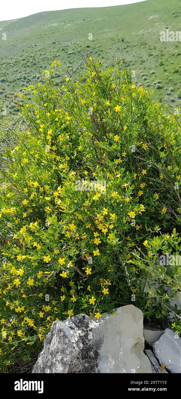 Wild Jasmine (Chrysojasminum fruticans) Plantae Stock Photo - Alamy